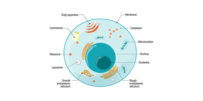 How mRNA vaccines work | Nebraska Medicine Omaha, NE