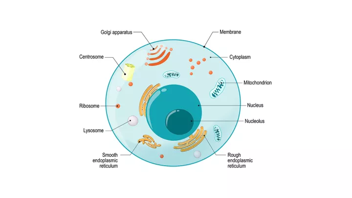 You asked, we answered: Can mRNA vaccines alter human DNA? | Nebraska ...
