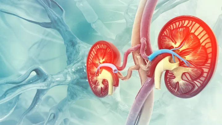 How does diabetes affect the kidneys? | Nebraska Medicine Omaha, NE